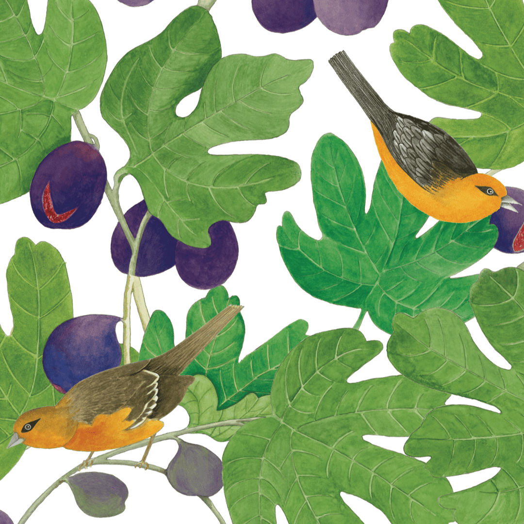 Figs & Birds – MANOLO WALLS